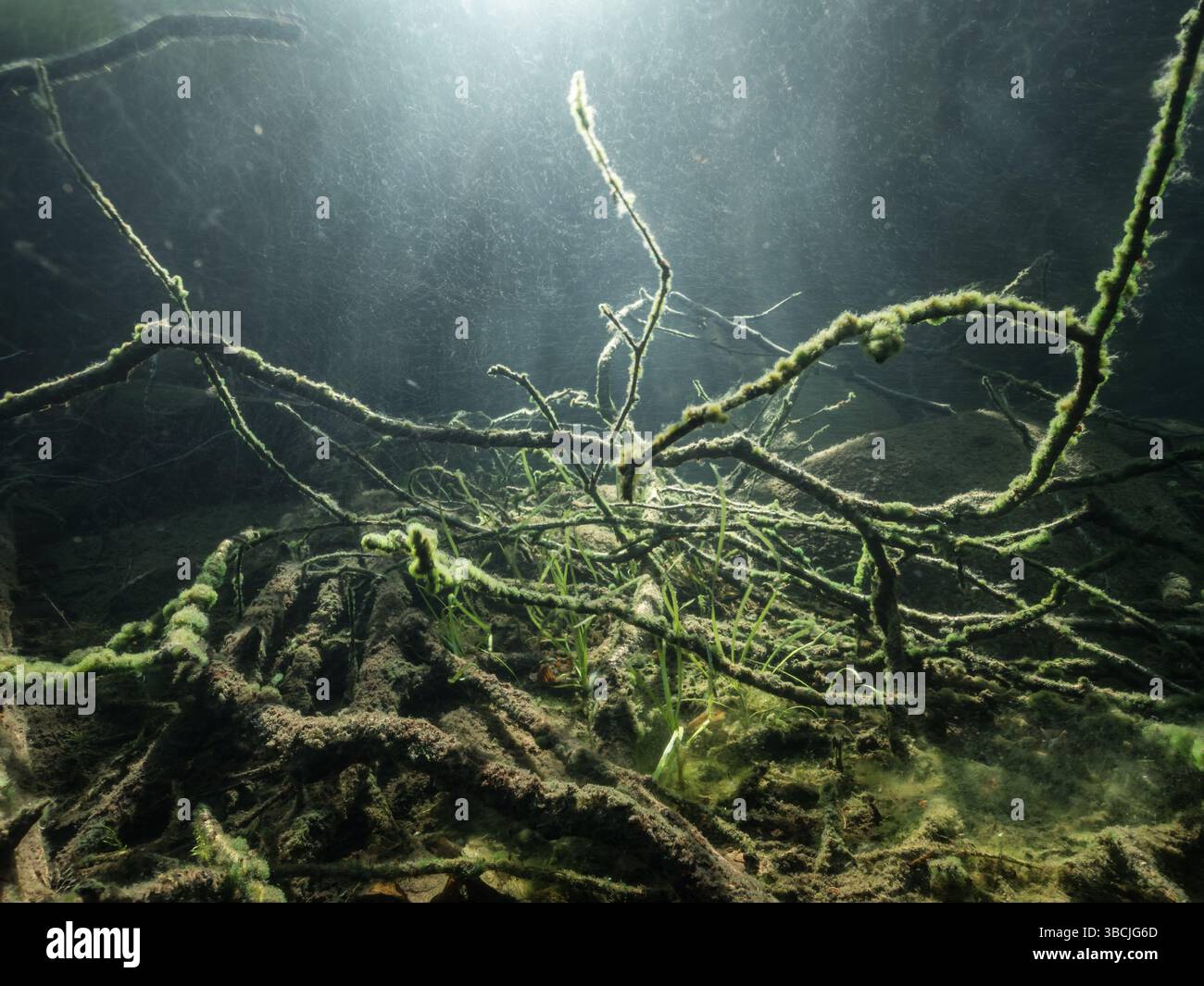 Long exposure shot of plankton moving around underwater branches Stock ...