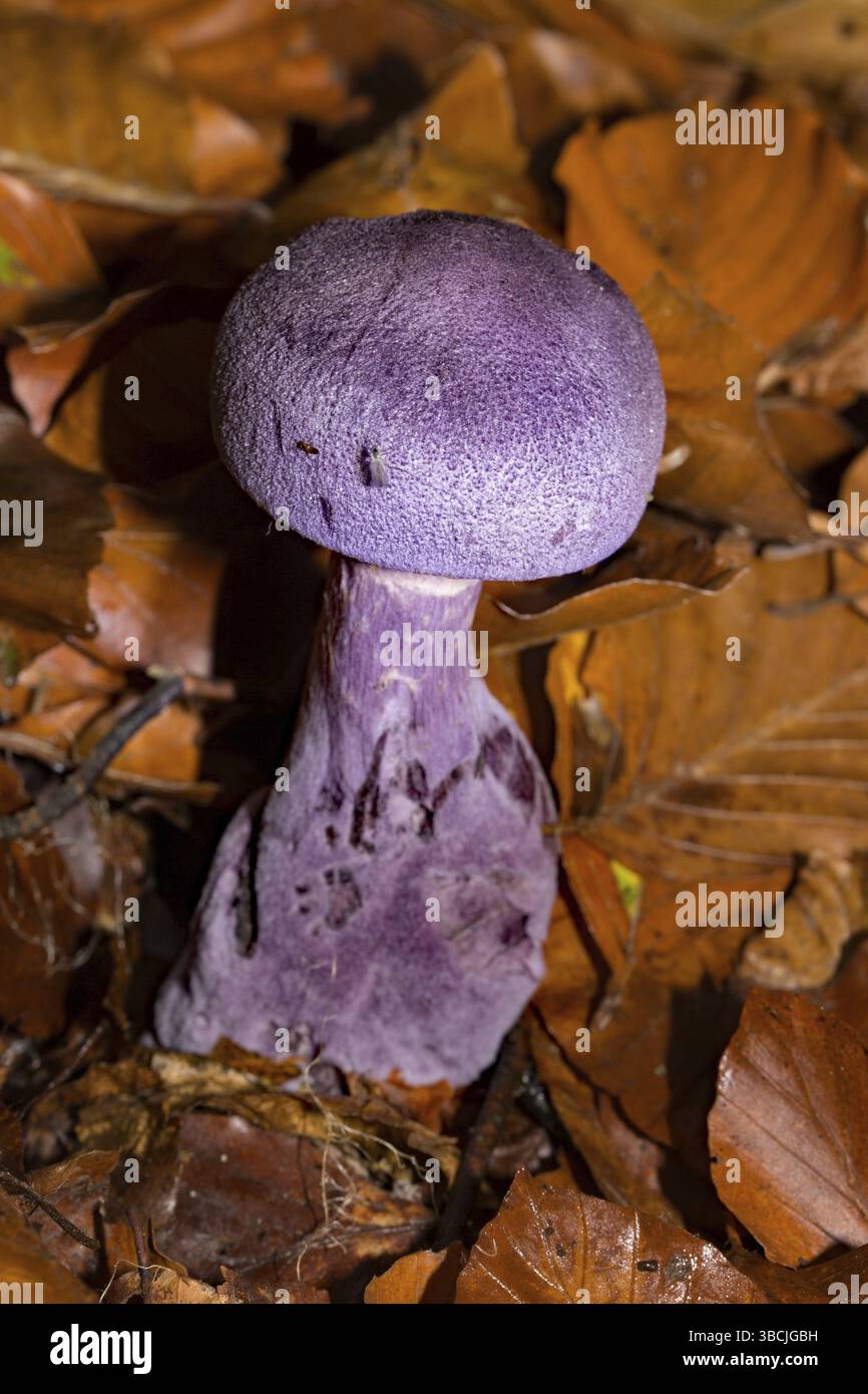 Purple Violet webcap (Cortinarius violaceus Stock Photo - Alamy