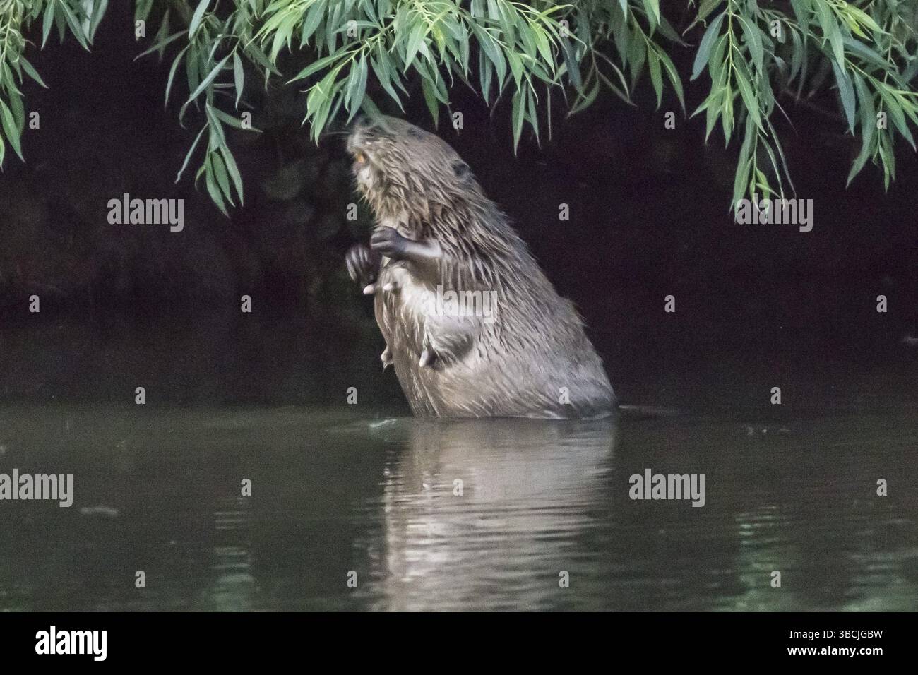Female beaver (Castor fiber) eats willow leaves, Hannover, Ihme ...