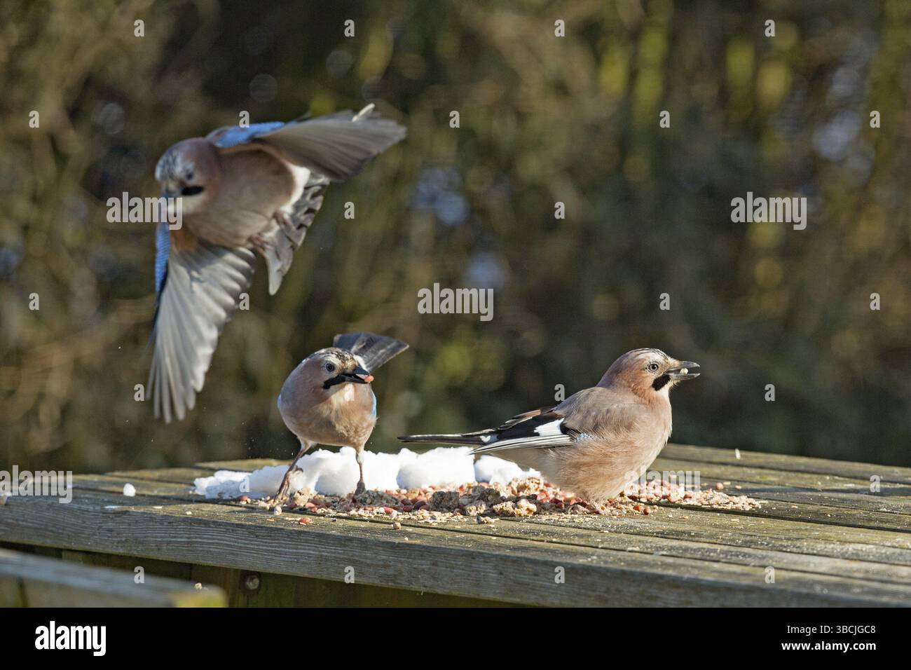 Eurasian jay spreading wings hi-res stock photography and images - Alamy