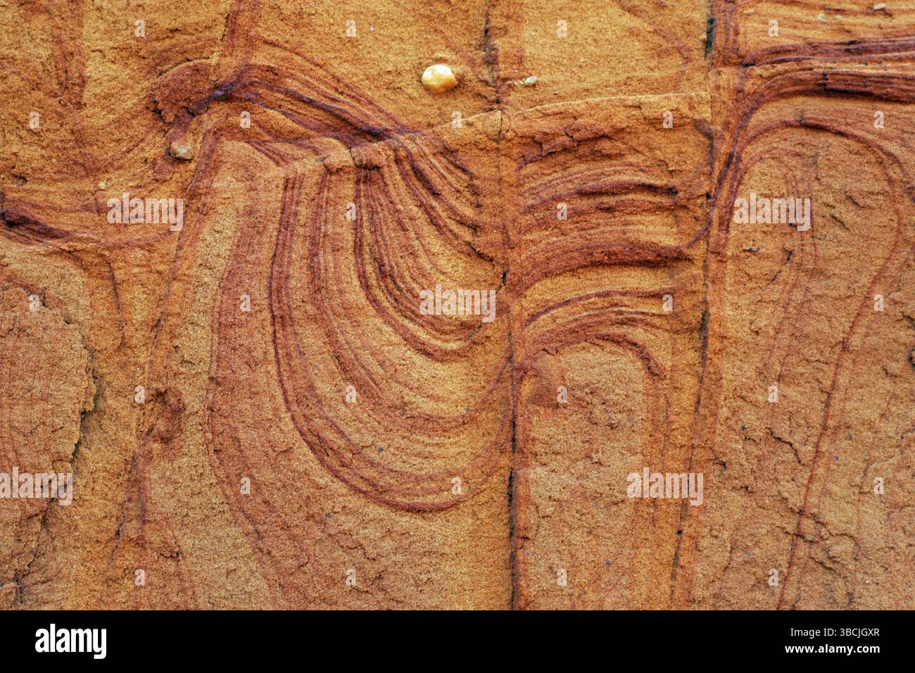 Brown Iron structures in limonite sandstone, Morsum Cliff, Sylt ...