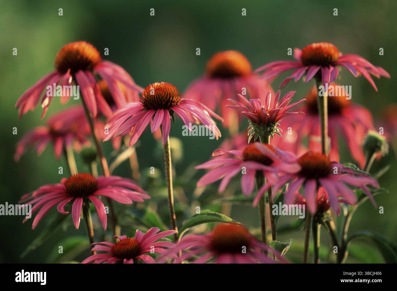 Purple coneflower (Rudbeckia purpurea Stock Photo - Alamy