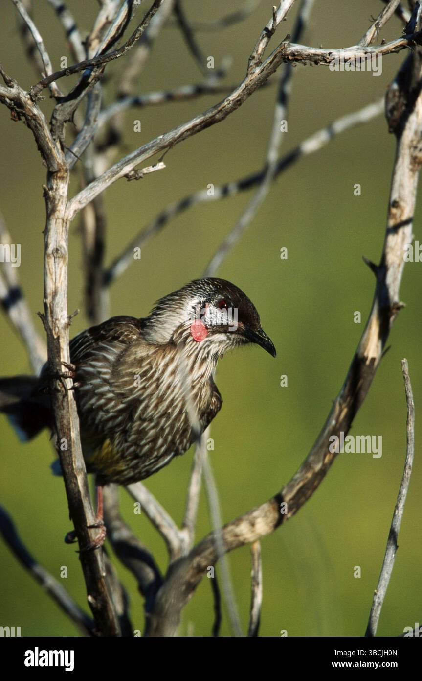 Red Wattlebird (Anthochaera carunculata), Australia, Rotlappen-Honigfresser, Australien ...