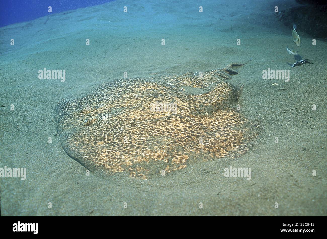 (Torpedo marmorata), Atlantic marbled stingray, torpedo ray, electric ...