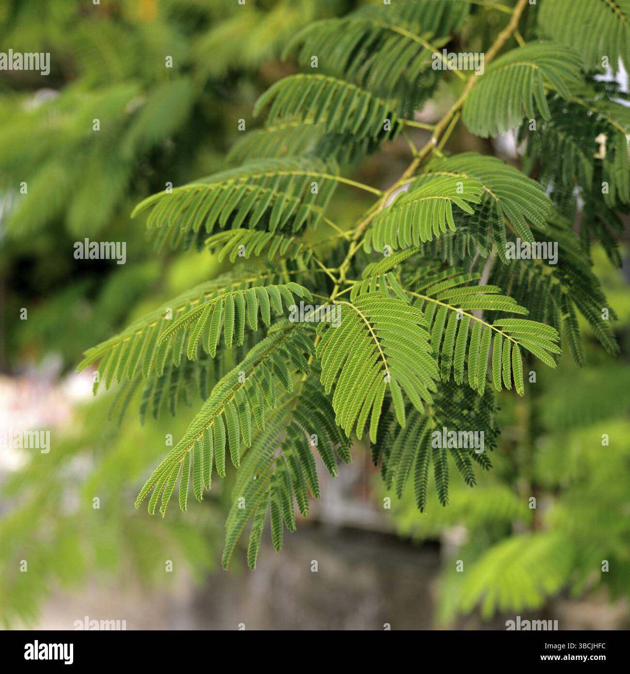 Ancient sequoia, dawn redwood (Metasequoia glyptostroboides), water ...