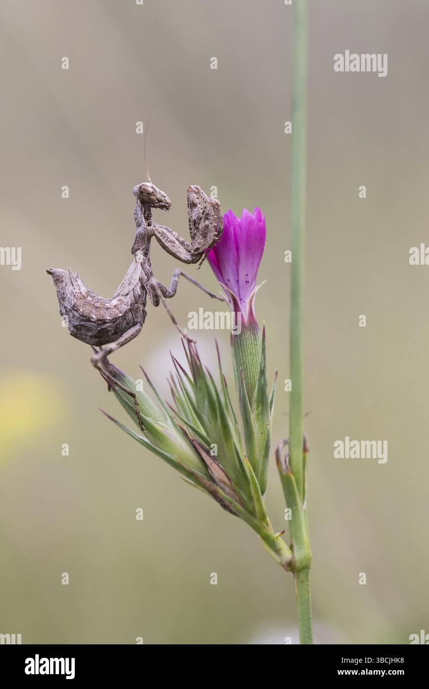 European dwarf mantis Stock Photo - Alamy