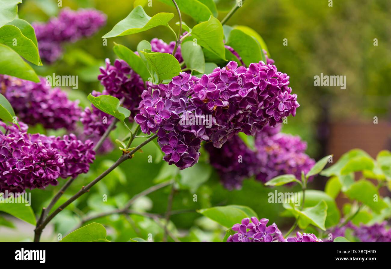 The rich purple color of syringa vulgaris, the lilac or common lilac in ...