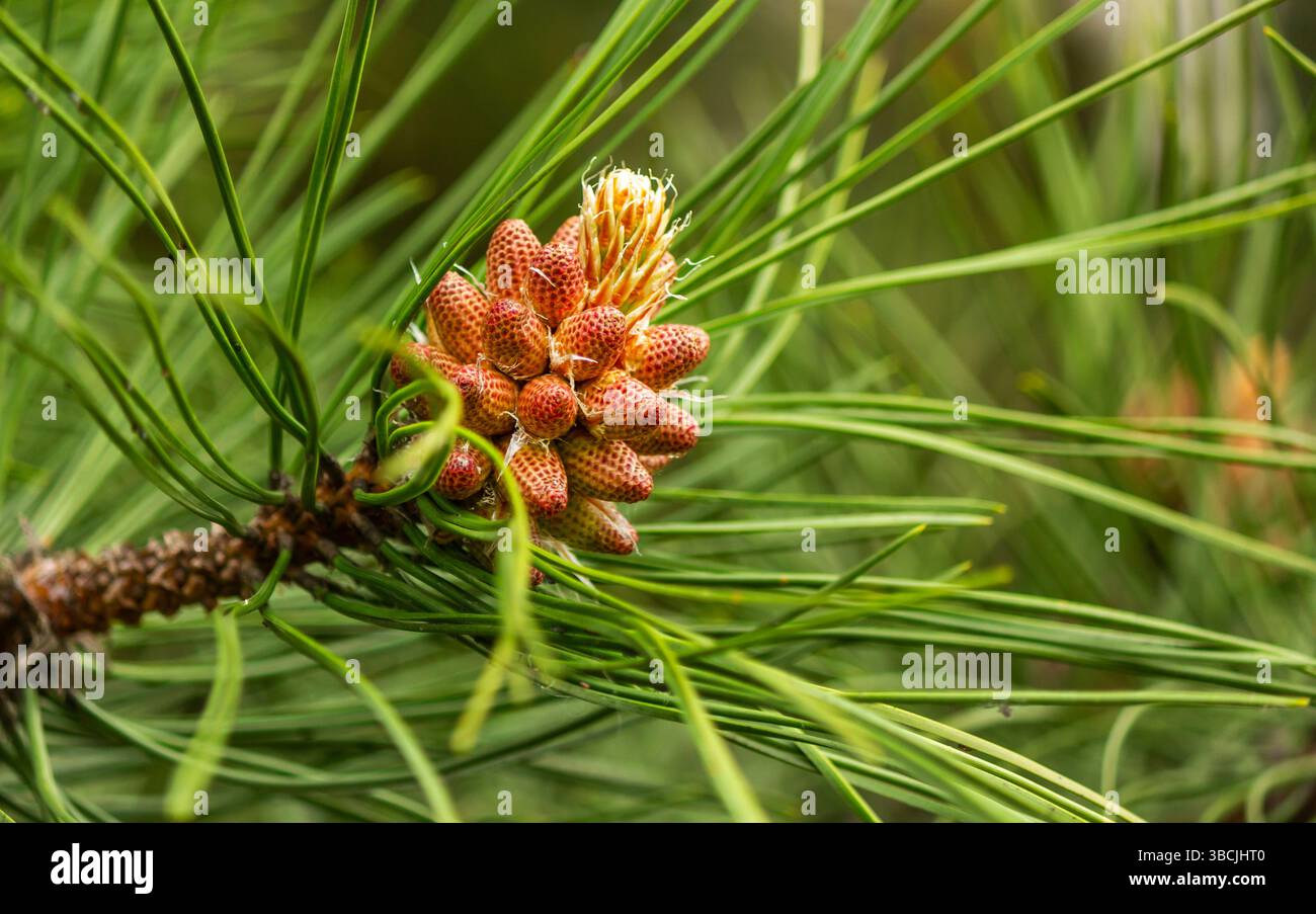 Photo shows male pine hi-res stock photography and images - Alamy