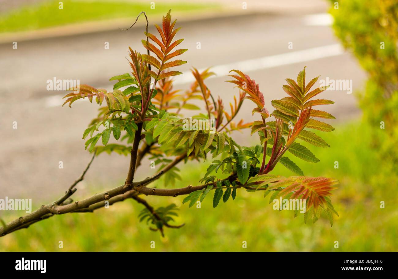 Common mountain ash branch with new leaves - Latin name - Sorbus ...