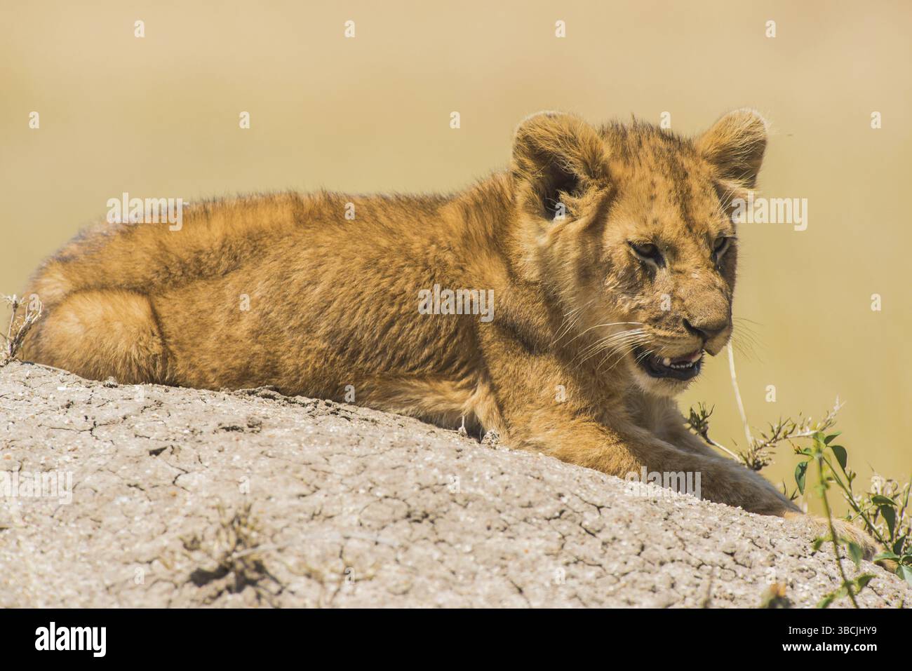 Adult, africa, african, animal, background, big, carnivore, cat ...