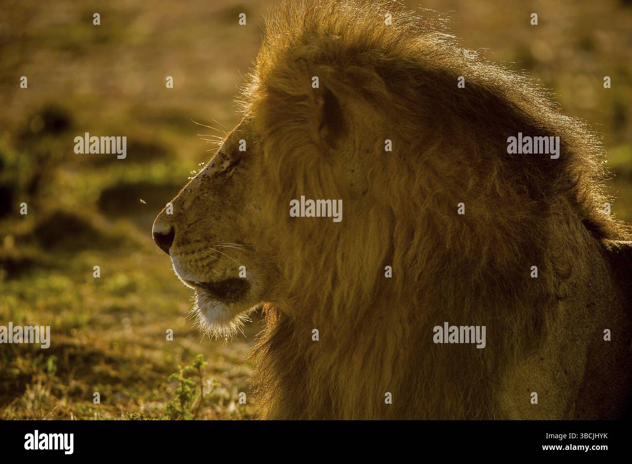 Adult, africa, african, animal, background, big, carnivore, cat ...