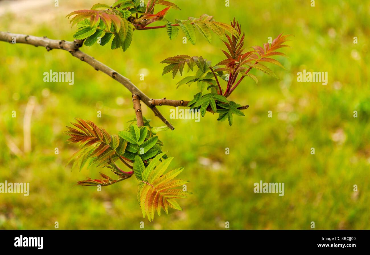 Common mountain ash branch with new leaves - Latin name - Sorbus ...