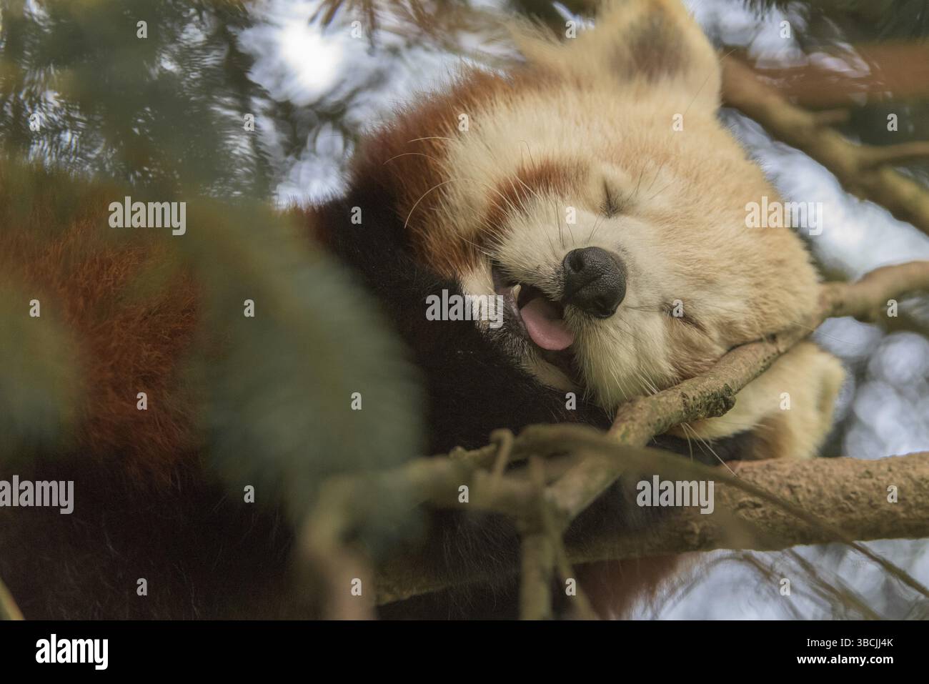 Ailurus, animal, asia, asian, bamboo, bear, bhutan, bhutanese ...