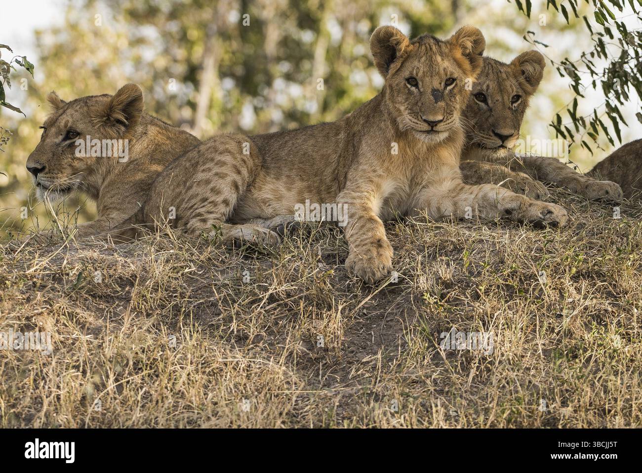 Adult, africa, african, animal, background, big, carnivore, cat ...