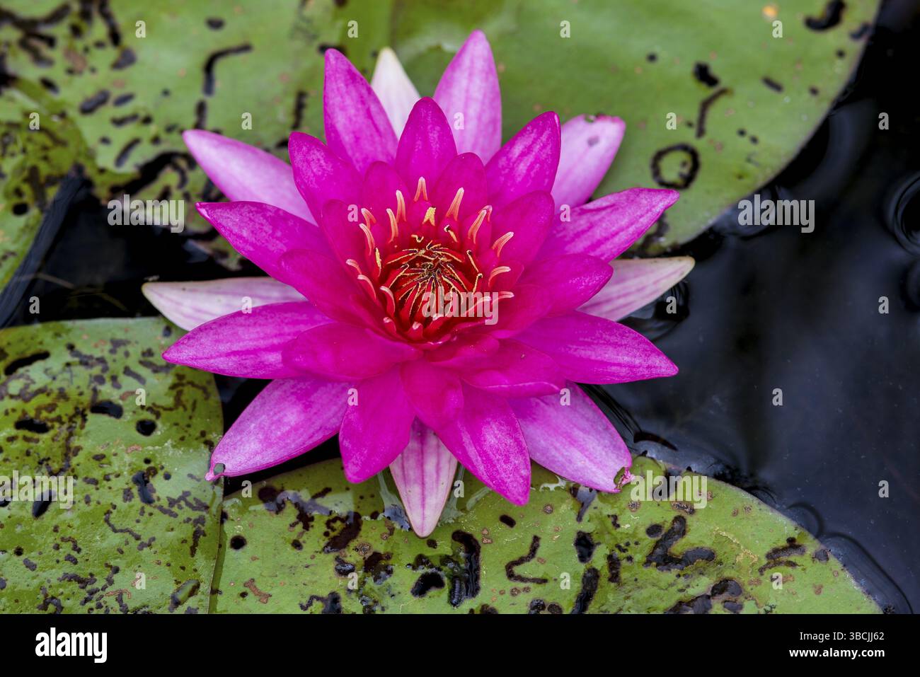 Water lily (Nymphaea), water-lilies, Nymphaea Escarboucle Stock Photo ...