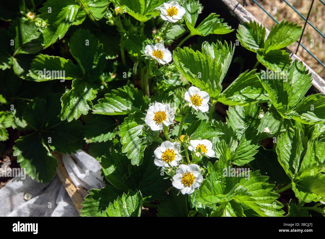 strawberry plants in bloom Stock Photo - Alamy