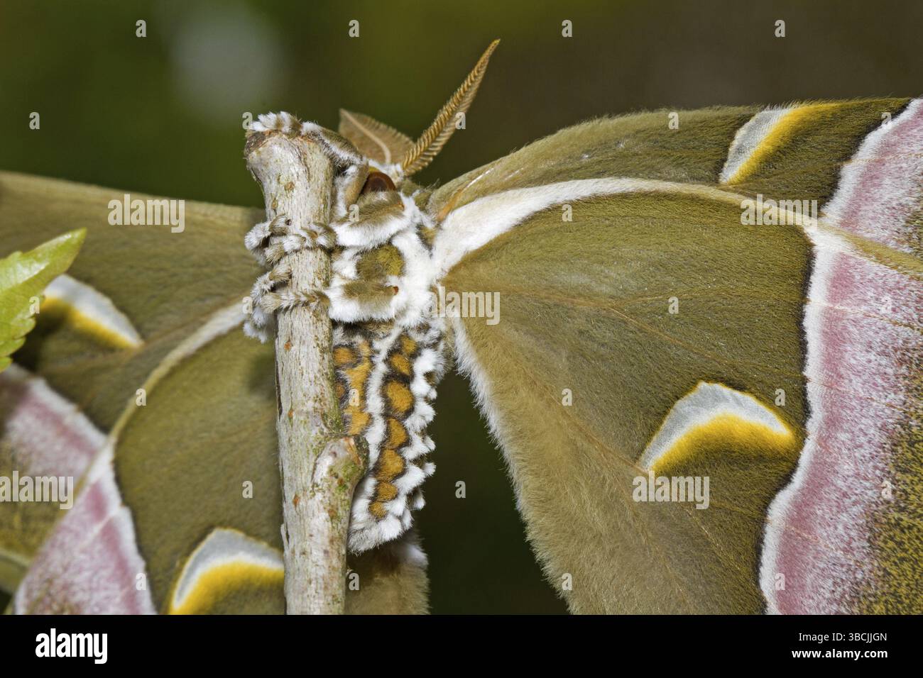 Ailanthus silkmoth (Samia cynthia), male Stock Photo - Alamy