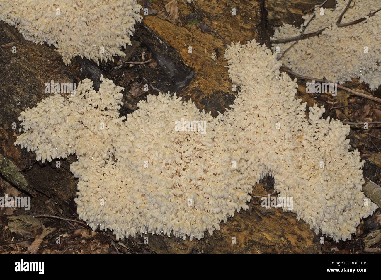 Coral Tooth Fungus (Hericium coralloides Stock Photo - Alamy