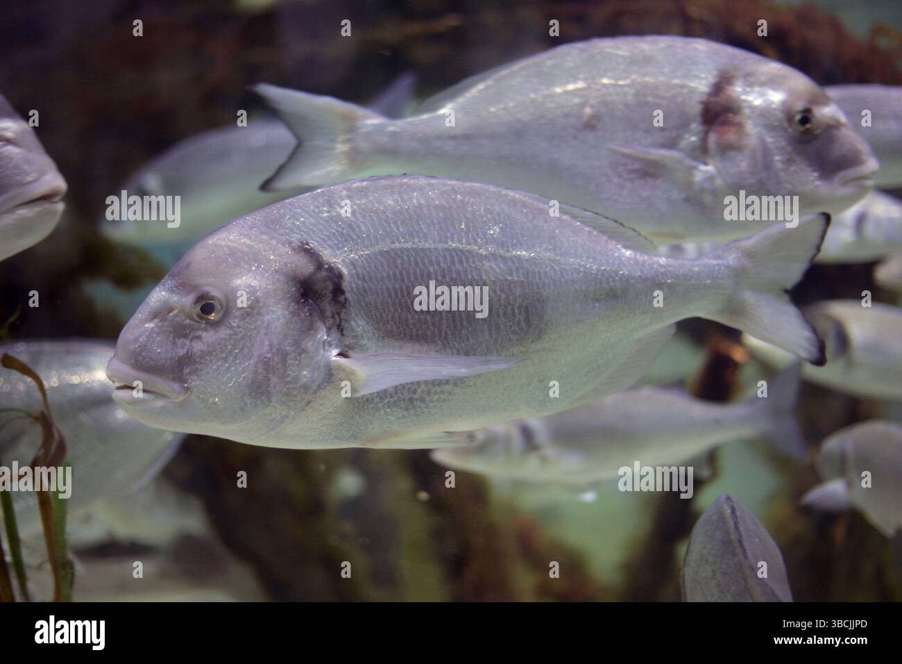 Sparus auratus hi-res stock photography and images - Alamy