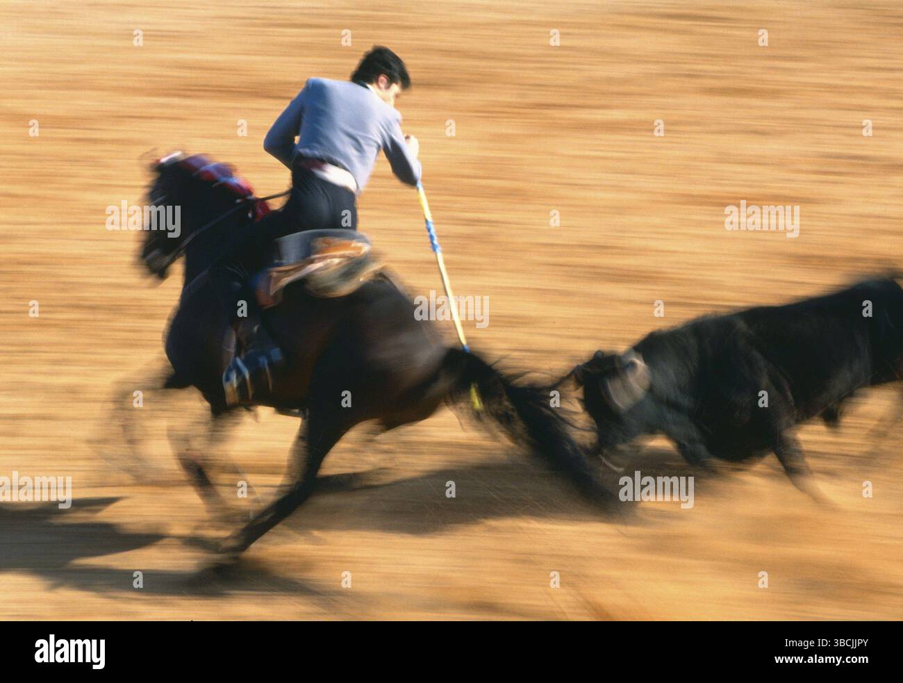 Portuguese bullfight, mammals, mammals, domestic animal, farm animal ...