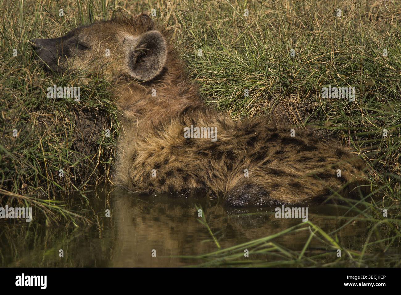 Africa, african, animal, carnivore, conservation, creature, crocuta ...