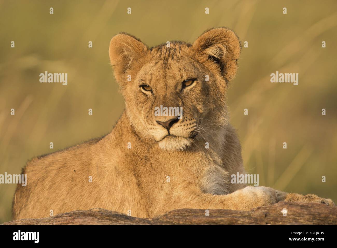 Adult, africa, african, animal, background, big, carnivore, cat ...