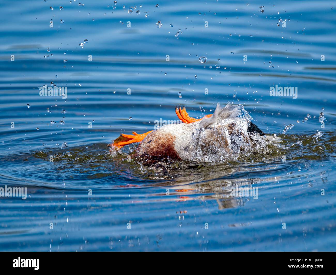 A male mallard duck splashing upside down in the water at Lake ...