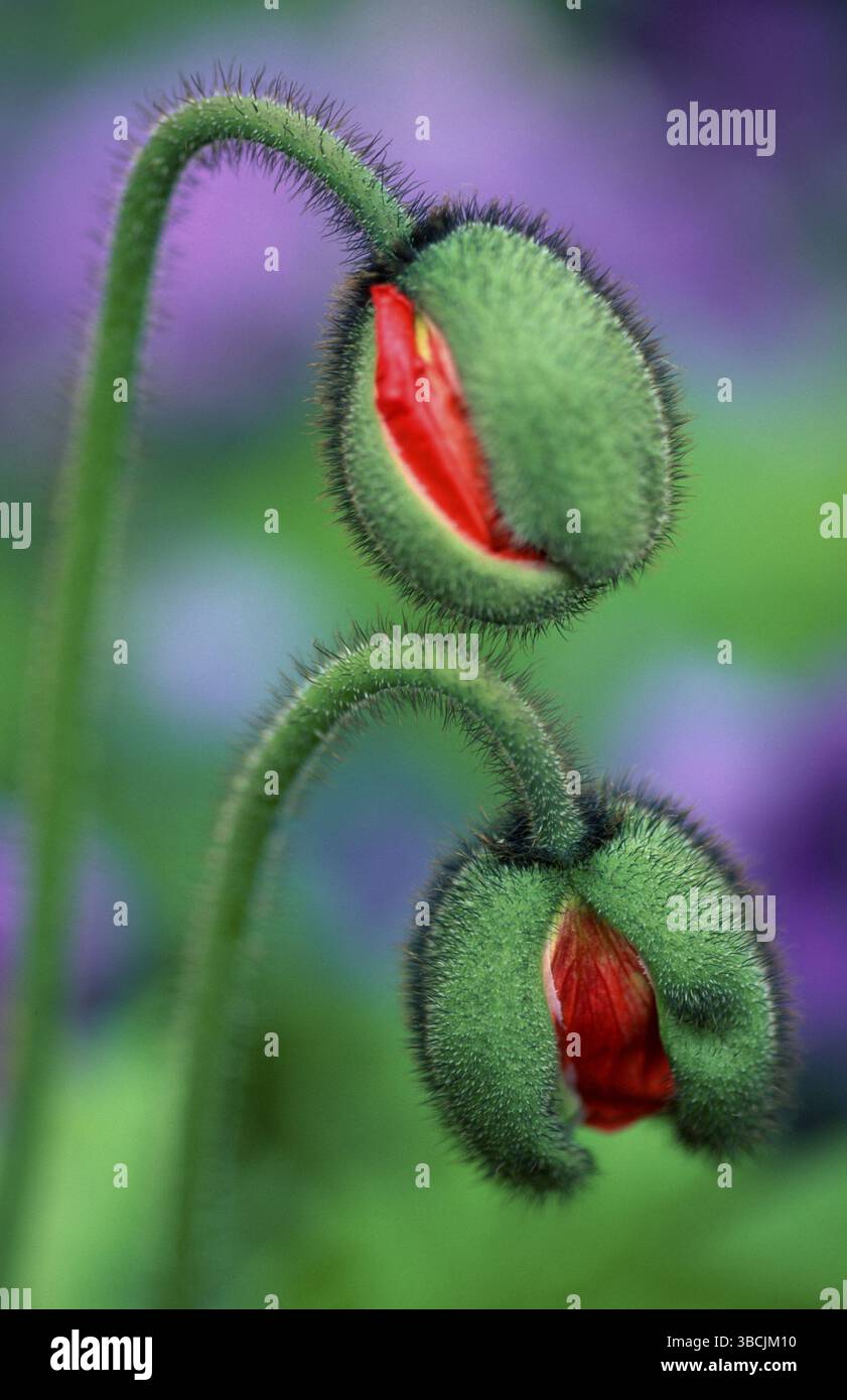 Icelandic poppy, buds, arctic poppy (Papaver nudicaule) poppy Stock ...