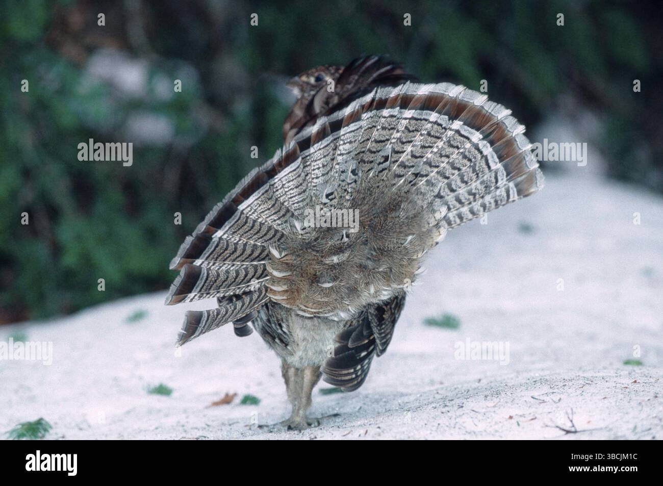 Gallina bird hi-res stock photography and images - Alamy