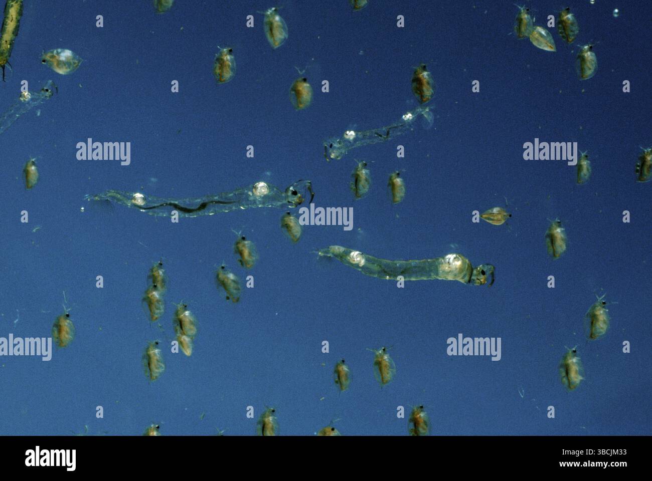 Flying fleas hi-res stock photography and images - Alamy
