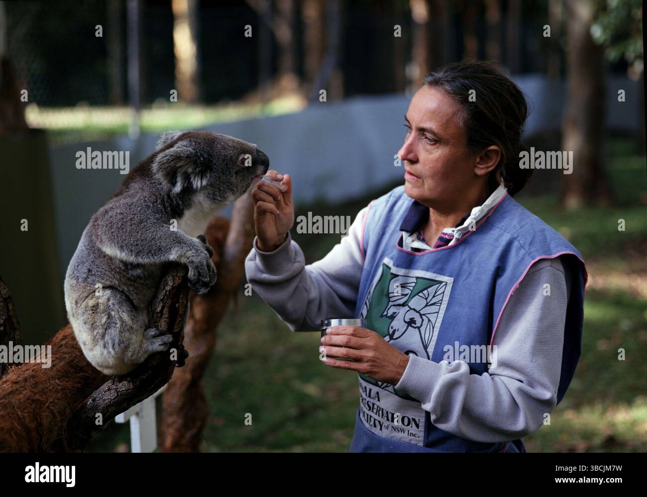 Woman feeding Koala (Phascolarctos cinereus) in Koala hospital, Port ...