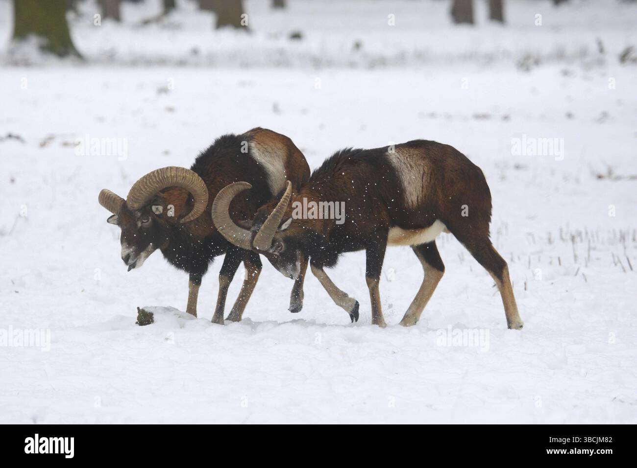Mouflon, ram (Ovis ammon) (Ovis orientalis Stock Photo - Alamy