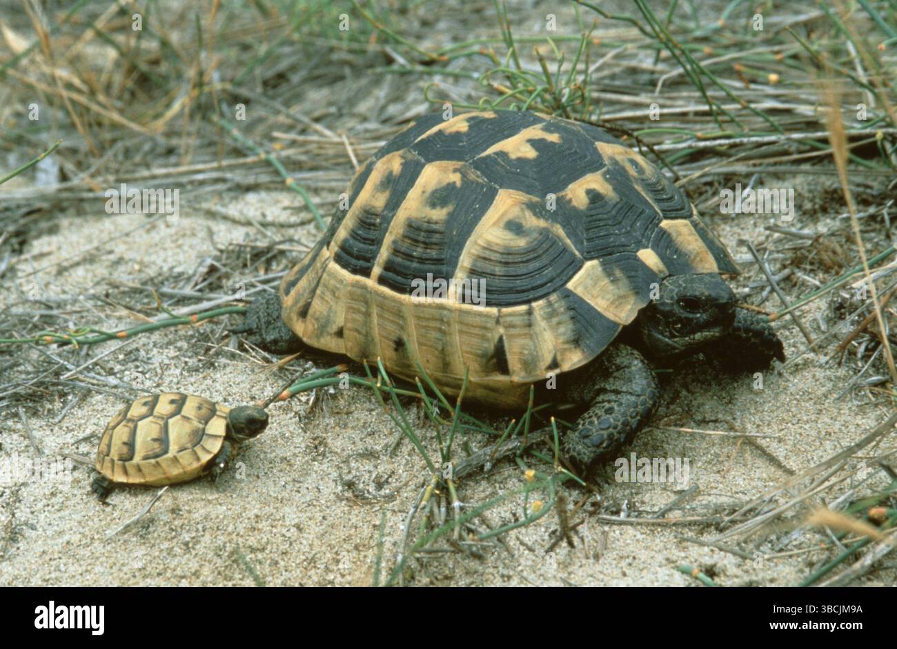 Mediterranean Spur-thighed Tortoise (Testudo graeca) with young ...