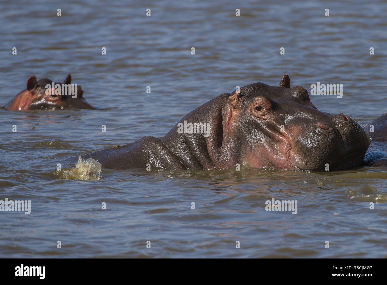 Africa, african, amphibius, animal, aquatic, big, body, brown, close ...
