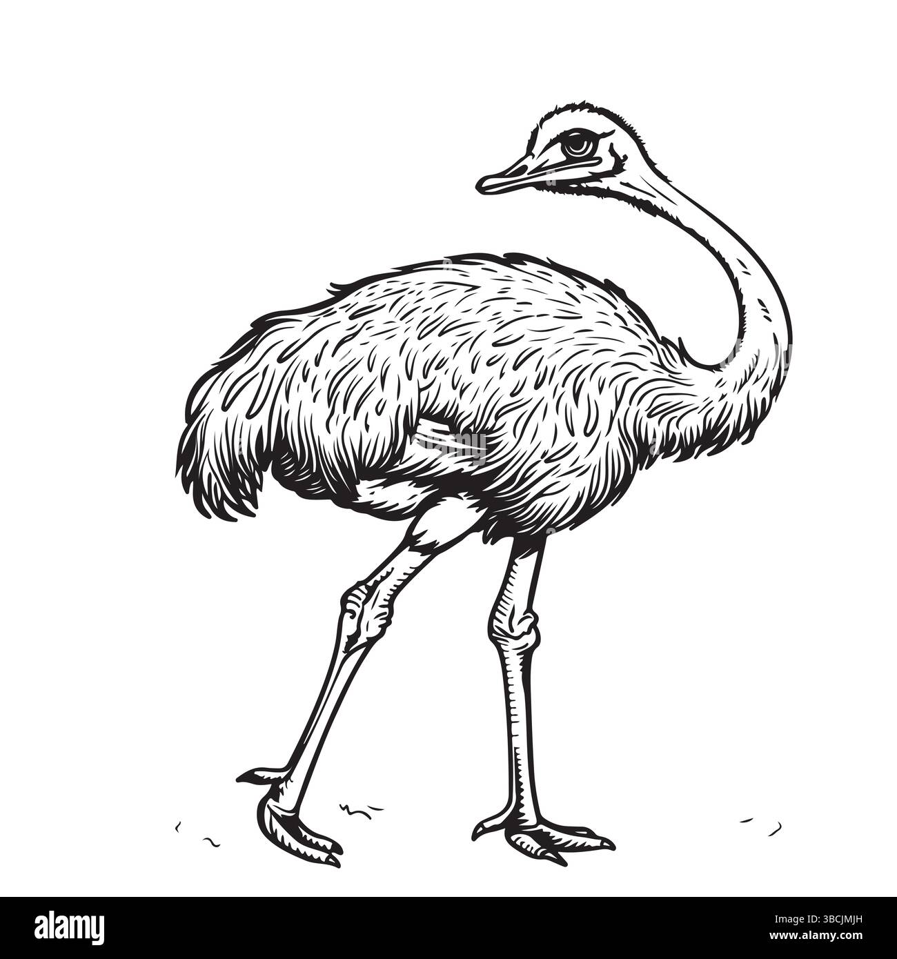 Vector illustration. Hand drawn realistic sketch of ostrich Stock ...