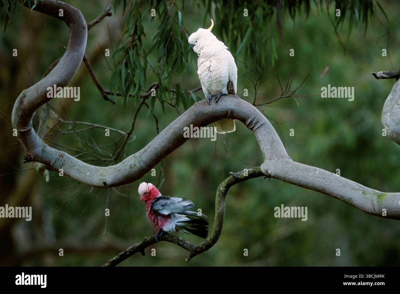 Greater Sulphur-crested Cockatoo (Cacatua galerita) and Galah, Victoria ...