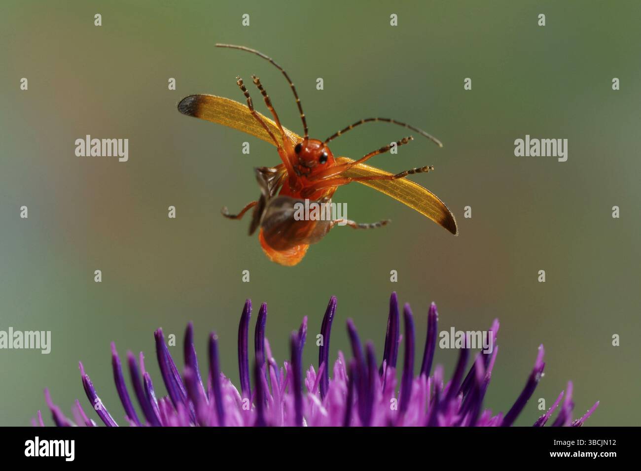 Common red soldier beetle (Rhagonycha fulva), black-tipped willow ...