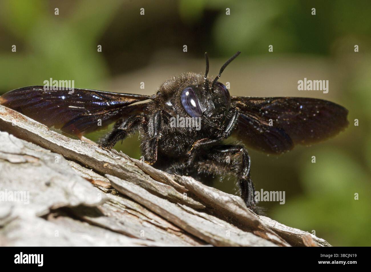 Purple violet carpenter bee (Xylocopa violacea Stock Photo - Alamy