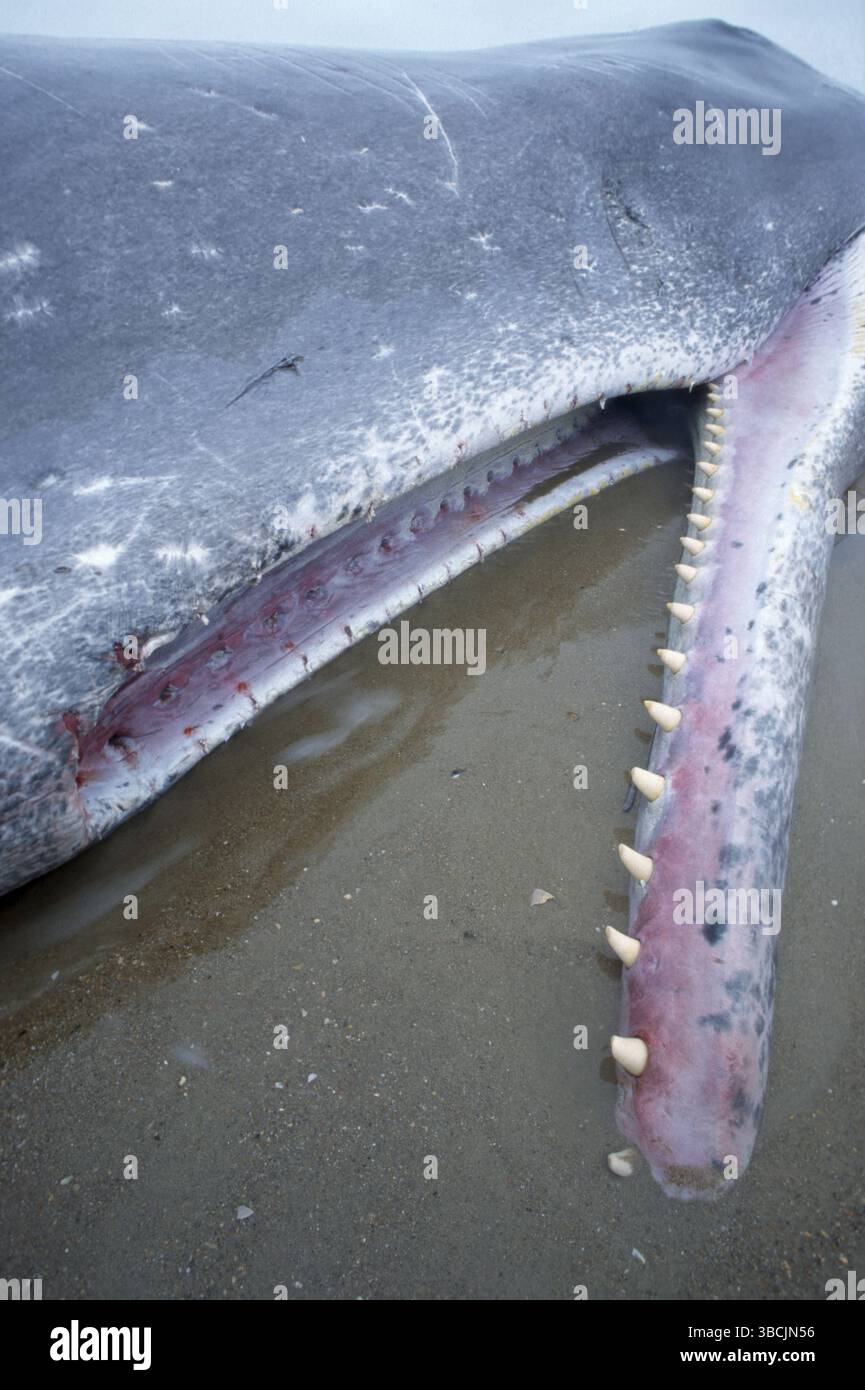 Mouth of a dead Sperm whale (Physeter macrocephalus) on the beach ...