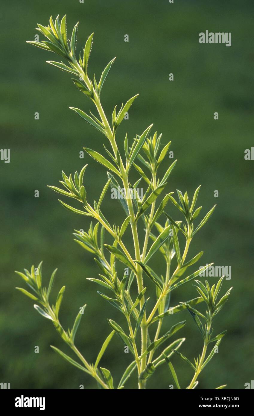 Savory, plain savory, Summer savory Stock Photo - Alamy