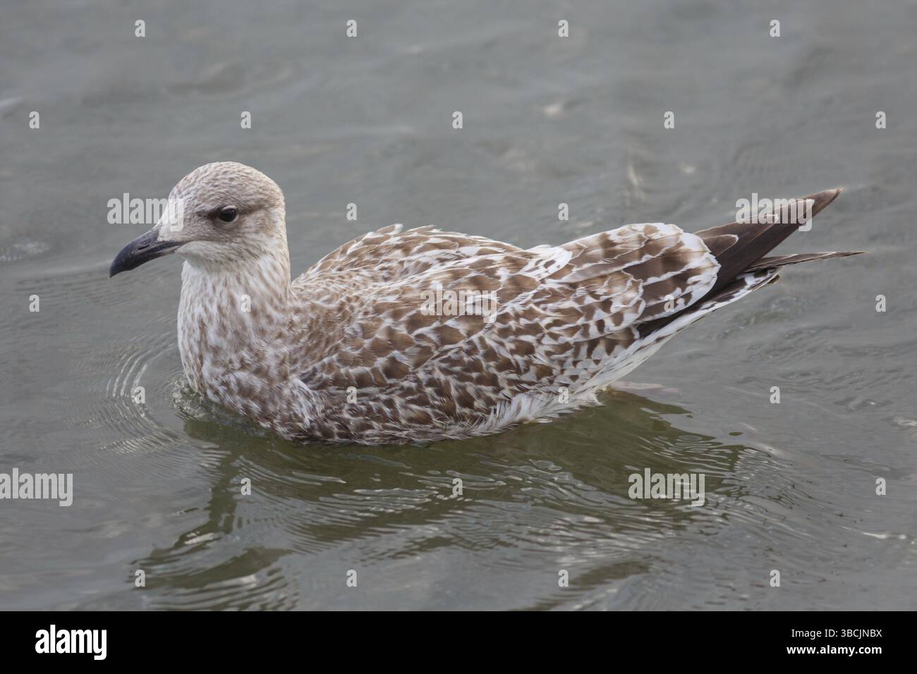 Moewe charadriiformes hi-res stock photography and images - Alamy