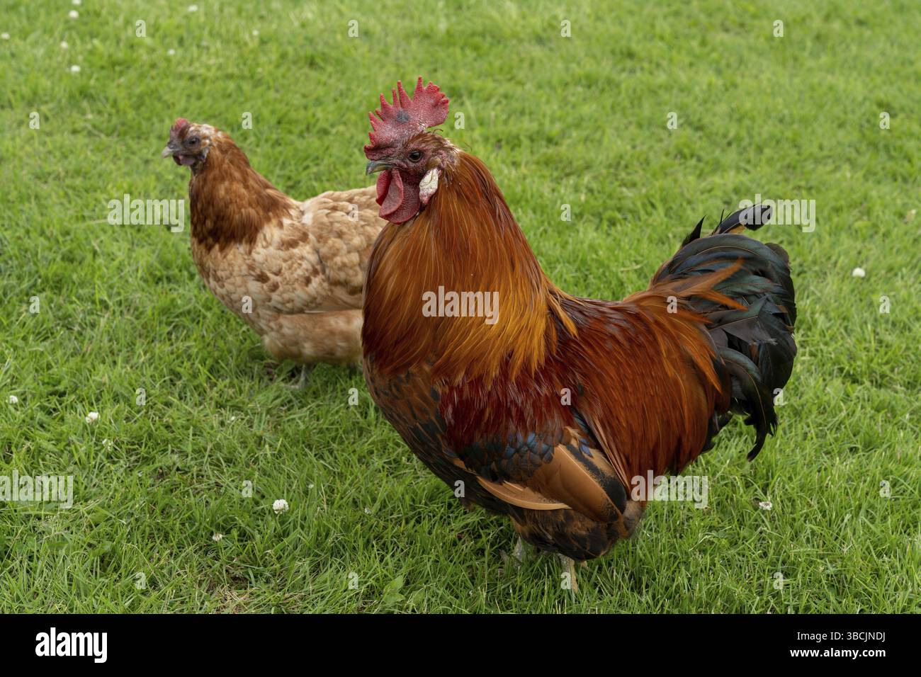 free range cockerel and hen on a green grass background Stock Photo - Alamy