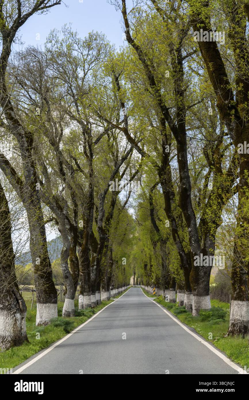 A vertical view of a picturesque backcountry road lined with tall trees ...