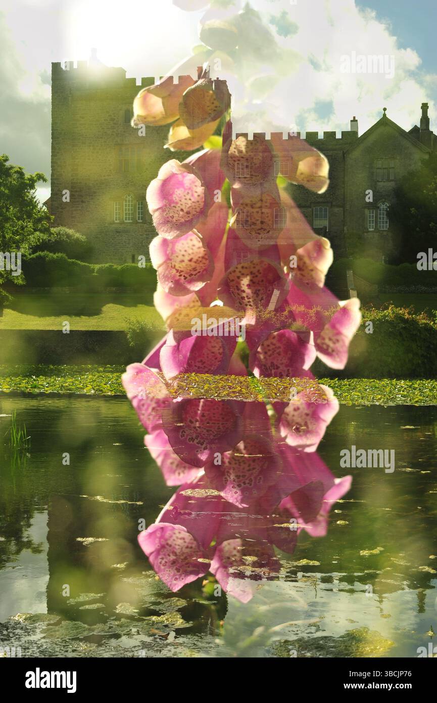 Castle pond foxgloves hi-res stock photography and images - Alamy