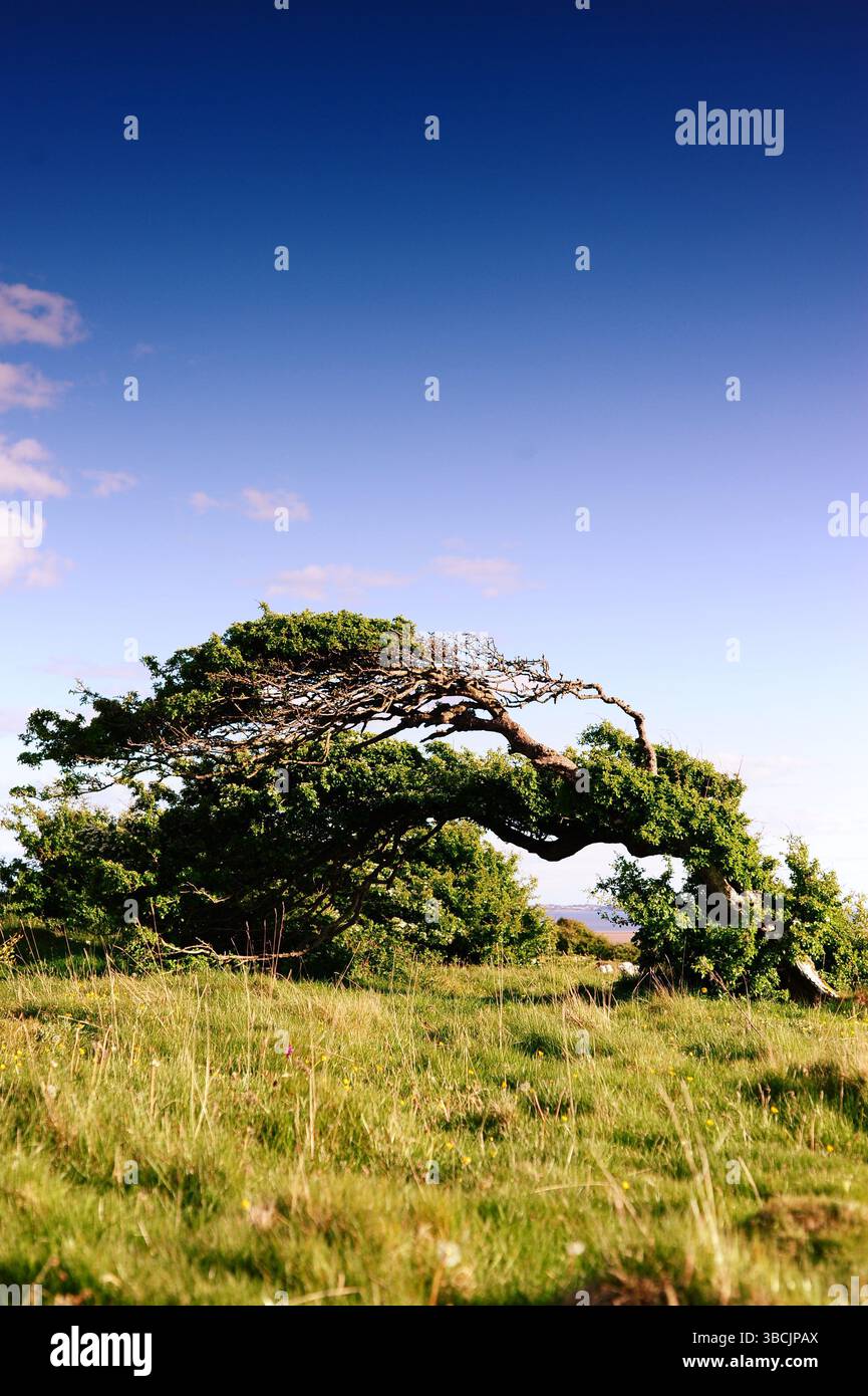 Wind_shaped hi-res stock photography and images - Alamy