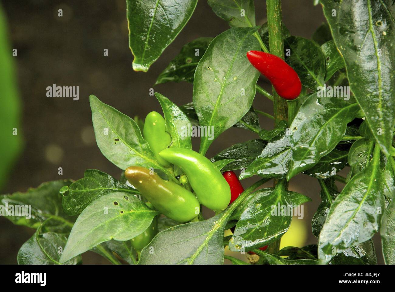 Pepperoni, chilli pepper Stock Photo - Alamy