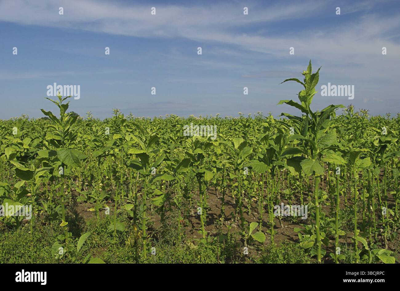 Tobacco plantation field nicotiana hi-res stock photography and images ...