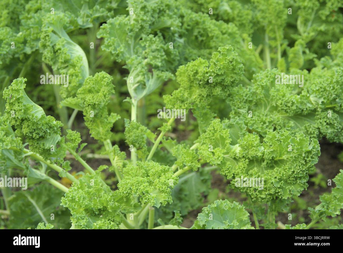 Kalefield hi-res stock photography and images - Alamy