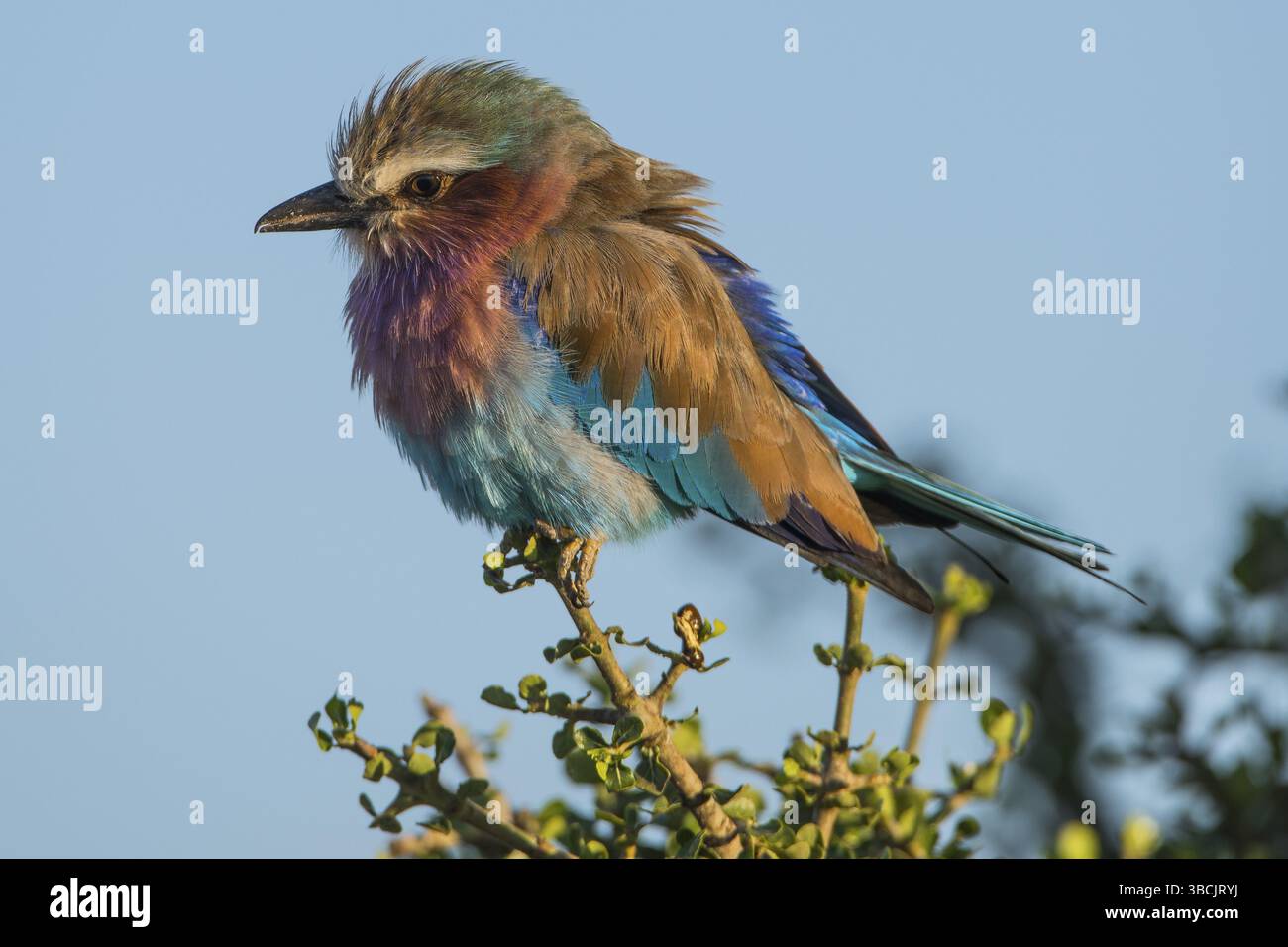 Wildlife, roller (coraciidae), caudatus, coracias, lilac-breasted, bird ...