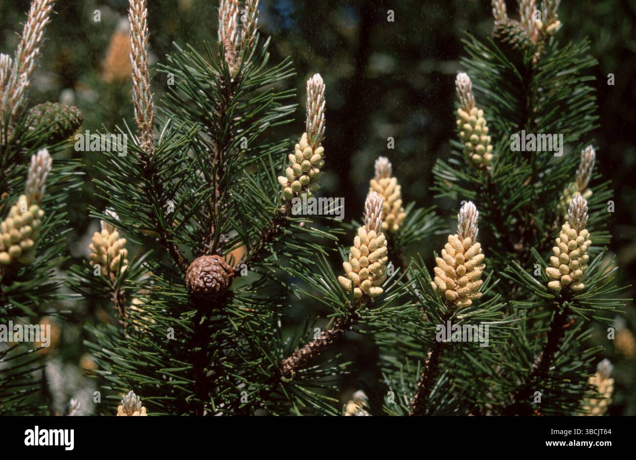 Swiss Mountain Pine, Mountain Pine (Pinus mugo), Plants, Pine family ...